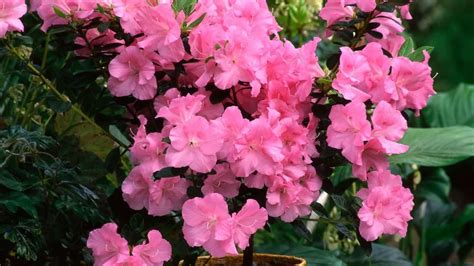 Azalea Root Rot ― Identification Treatment Prevention