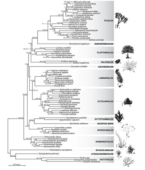 Algae Is In Fashion 2 Alginate Fibers Are Dope