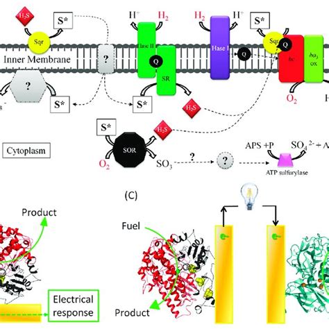 Pdf Controlling Redox Enzyme Orientation At Planar Electrodes