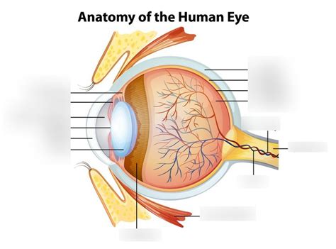Visual System Diagram Quizlet