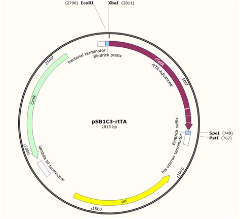 Team Sysu China Parts