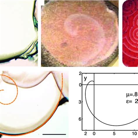 Upper Left A Logarithmic Spiral Shaped Cobalt Chloride Precipitate In