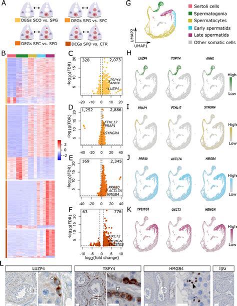 Examination Of Germ Cell Specific Gene Expression A Schematic