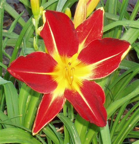 Ruby Spider Brookfield Plants