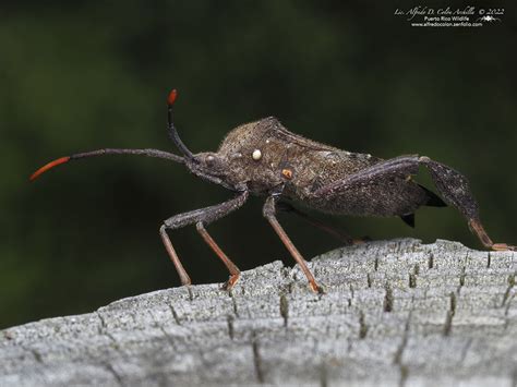 Minnesota Seasons Leaf Footed Bug Acanthocephala Terminalis