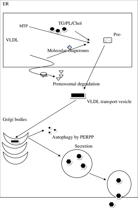 Biosynthesis Of Vldl Biosynthesis Of Vldl Starts When Apob100 Is Download Scientific Diagram