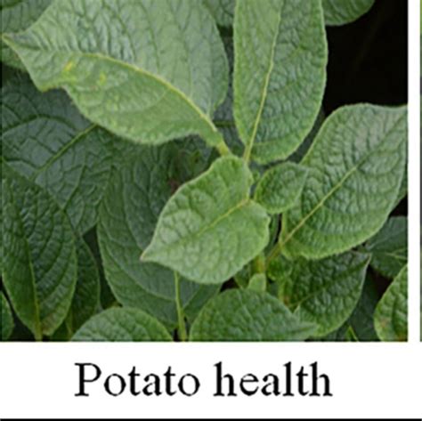 Potato Disease Detection Dataset Kaggle