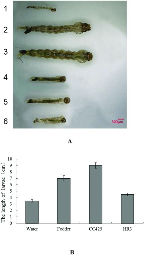 The Length Of Aedes Aegypti Larvae Fed Different Foods A Observation