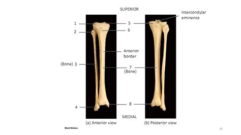 Tibia Fibula Diagram Quizlet