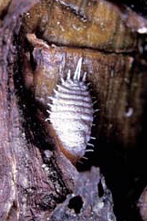 How To Identify And Control Japanese Maple Pests Gardeners Path