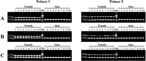 Identification Of A Candidate Sex Determination Region And Sex Specific