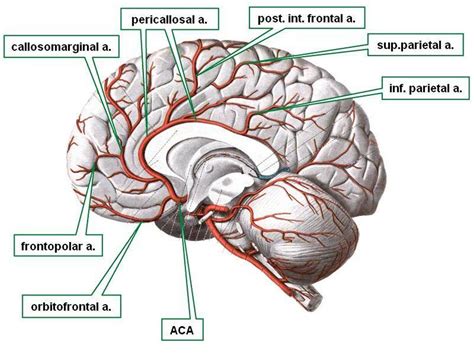 Pictures Of Anterior Cerebral Artery