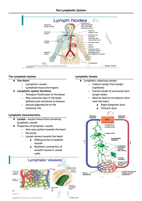 SOLUTION The Lymphatic System Notes Studypool SOLUTION The Lymphatic System Notes Studypool