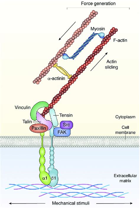 Simplified Schematic Representation Of The Focal Adhesions Following Download Scientific