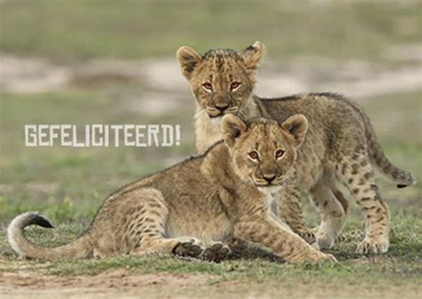 Ansichtkaarten Jong Zuid Afrika