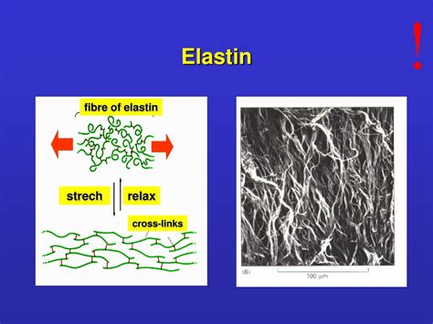 Ppt Adhesion Cell Junctions Powerpoint Presentation Free Download