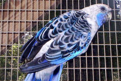 Розелла Пеннанта синяя (Platycercus elegans) купить за 6500 руб. — ZOOMIX