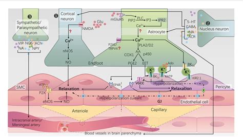Figure 1 From The Role Of Neurovascular Coupling Dysfunction In