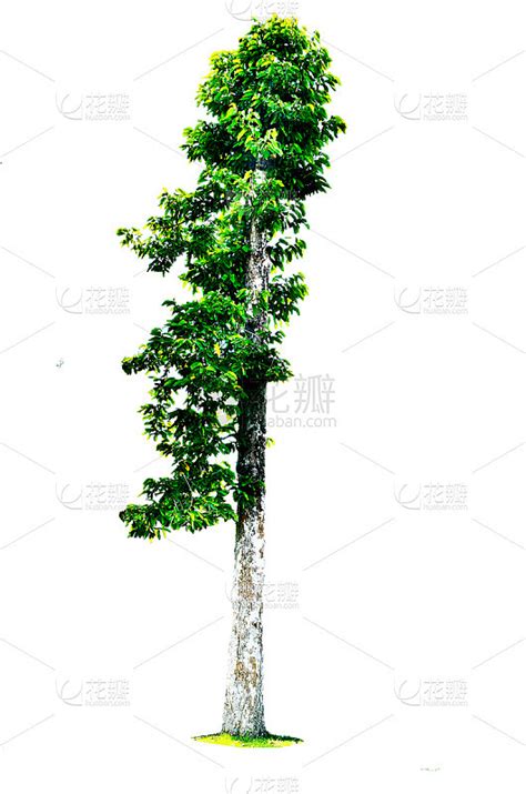 绿色自然垂直画幅枝繁叶茂无人巨大的充满的植物茎枝寂寞