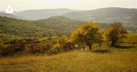 Green Trees On Green Grass Field During Daytime Photo Free Romania