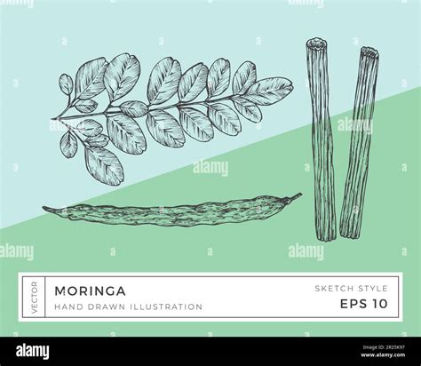 Hand Drawn Vector Moringa Oleifera Plant Illustration Vegan Based