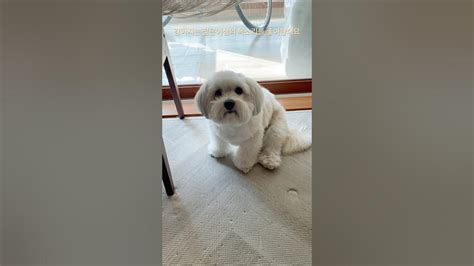 지킬엄마와 🐶 울강쥔 딸기씨 귀여운강아지 Youtube