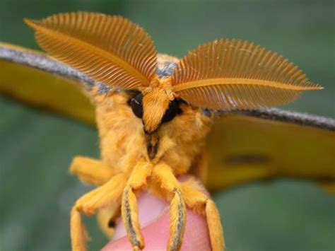 Comet Moth Alchetron The Free Social Encyclopedia