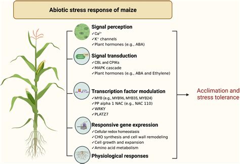 Effects Of Drought Stress On Plant Proteome Within The