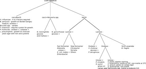 Bacteria Classification By Gram Staining Lab Work Writework