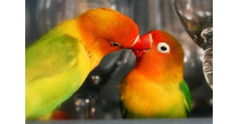 Agapornis Fischeri Zooshopxxlcz