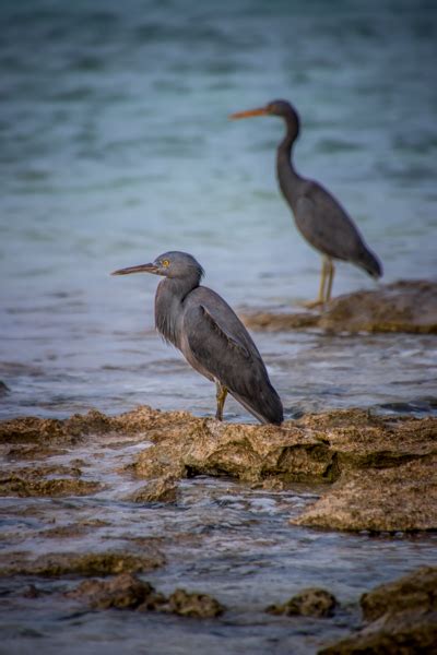 Black Egrets Wicktech Blog