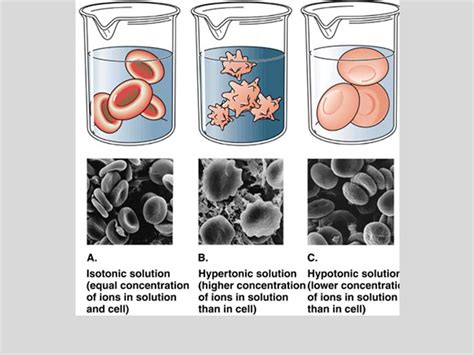 Solutions Biology Resource