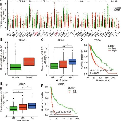Differential Lilrb1 Expression Levels In All Tumors And Correlation
