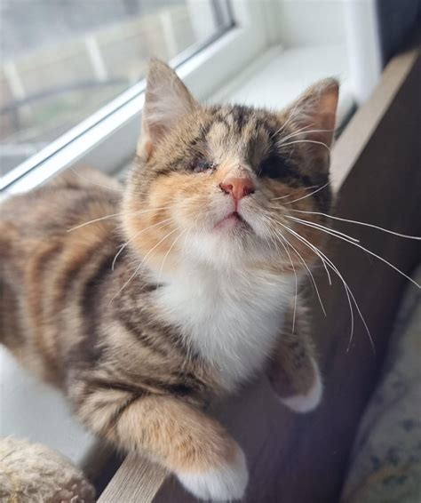 Ophelia Update Bradford Cat Watch Rescue And Sanctuary