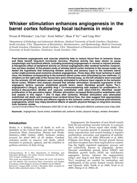 Pdf Whisker Stimulation Enhances Angiogenesis In The Barrel Cortex Following Focal Ischemia In