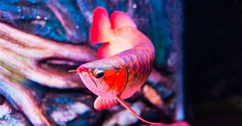 ត្រី ៦ ប្រភេទ ជួយបង្កើនហុងស៊ុយ ទាក់ទាញលាភសំណាង បង្កើនទ្រព្យ និងបន្ថែមសុភមង្គលក្នុងគ្រួសារ