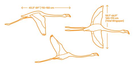 Greater Flamingo Phoenicopterus Roseus Dimensions And Drawings