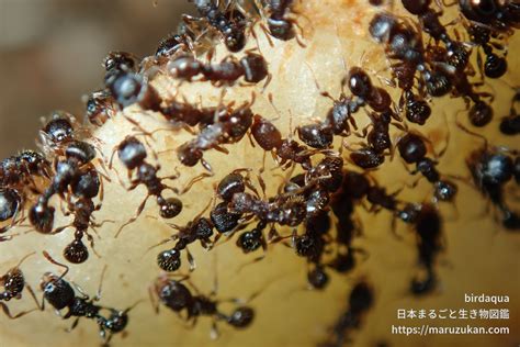 トビイロシワアリ 日本まるごと生き物図鑑