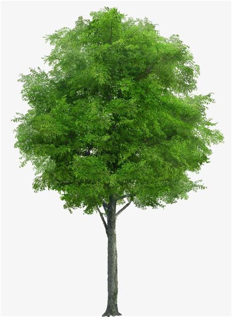 나무 나뭇잎 줄기 일러스트 Png 나무 이미지 벡터 Psd 파일 Pngtree Tree Photoshop Tree Images Watercolor Trees