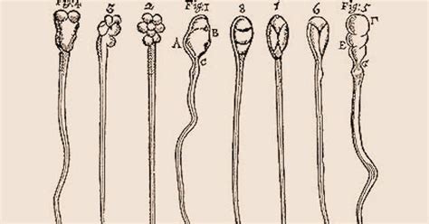Every Picture Tells A Story A Sperms Tale Tail American Council