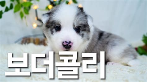 보더콜리 보고갈래 보더콜리블루멀 부산강아지분양 대전강아지분양 대구강아지분양 Youtube