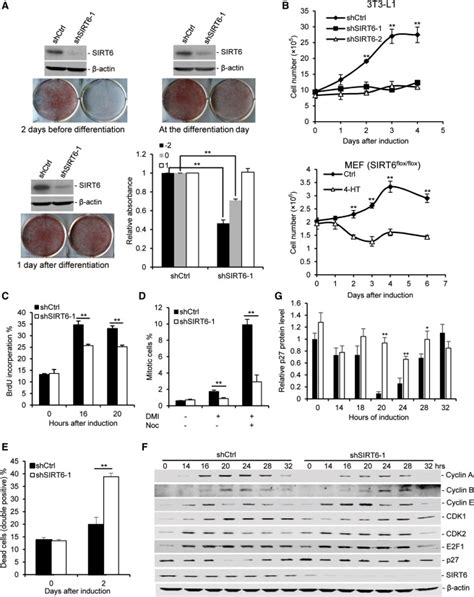 Sirt6 Is Essential For Adipocyte Differentiation By Regulating Mitotic Clonal Expansion Cell