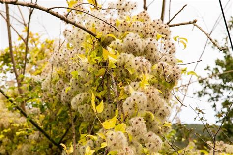 Premium Photo Trailing Clematis Premium Photo Trailing Clematis