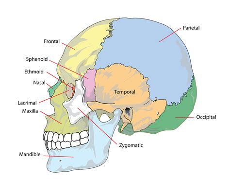 30000 Free Head Anatomy And Anatomy Images Pixabay