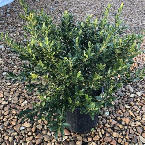Hollies The Dabney Nursery