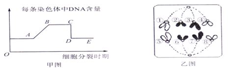 [题目]下列基因的改变 能合成具有正常功能蛋白质的可能性最大的是 A 在相关的基因的碱基序列中删除或增加一个碱基对b 在相关的基因的碱基序列中删除或增加二个碱基对c 在相关的基因的碱