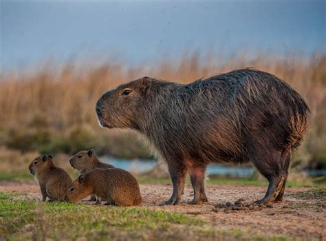 Internal Squealing Scrolller