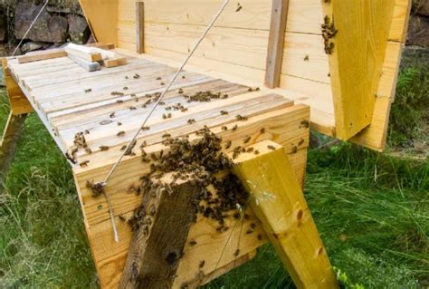6 Types Of Bee Hives You Should Know Exploring Advantages Dakoa