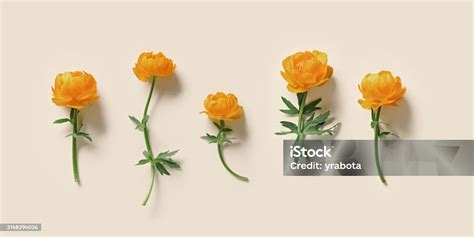 옐로우 오렌지 컬러 꽃 트롤리우스 또는 글로브 플라워 베이지 배너 최소한의 평면 평지 미적 식물 현대 정물 자연 피는 봄 작은