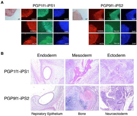 Pgp Induced Pluripotent Stem Cells A We Derived 23 Ips Cell Lines